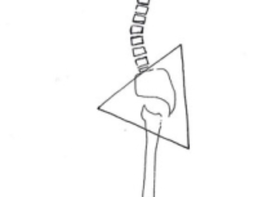 Anatomy of the Thoracic Spine | Spine Anatomy | Colorado